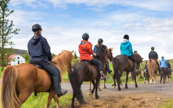 Top 7 Horse Riding Schools in Bangalore - Zolo Blog